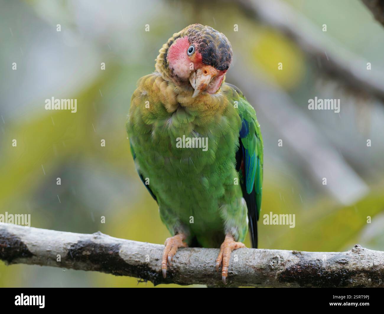 Rose Faced Parrot Stock Photo - Alamy