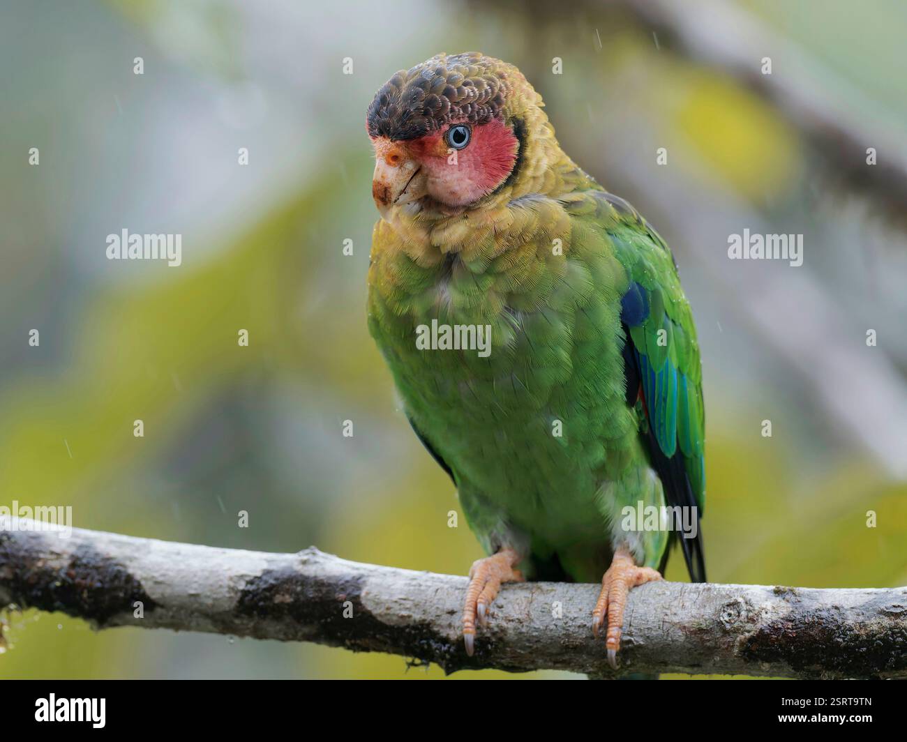 Rose Faced Parrot Stock Photo - Alamy