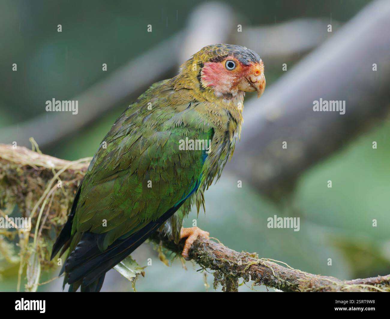 Rose faced parrot hi-res stock photography and images - Alamy