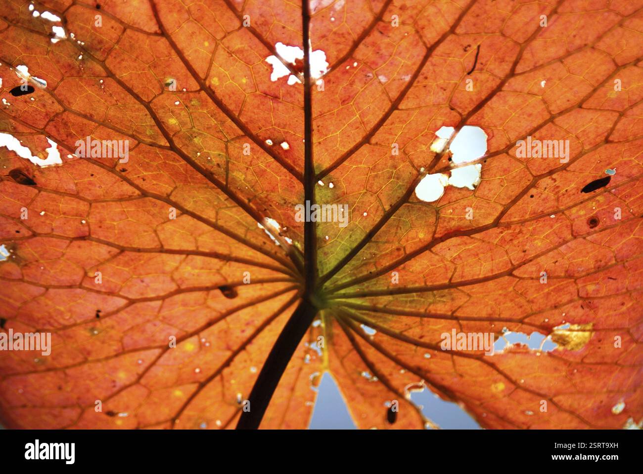 Translucent old ripened orange leaf with holes, Jodhpur, Rajasthan ...