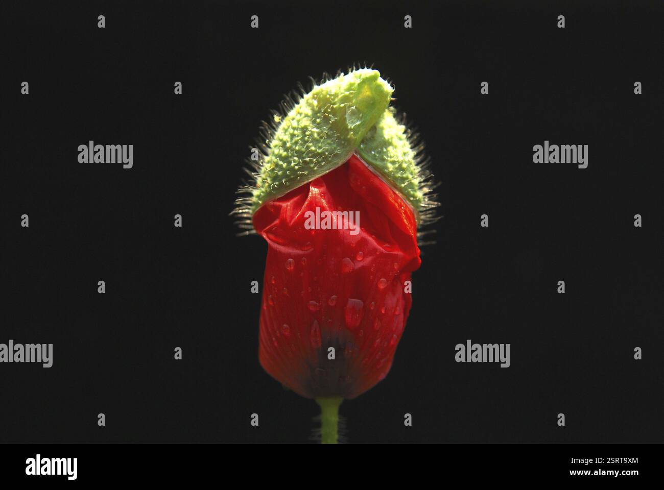 Poppy bud about to open, Jodhpur, Rajasthan, India, Asia Stock Photo ...