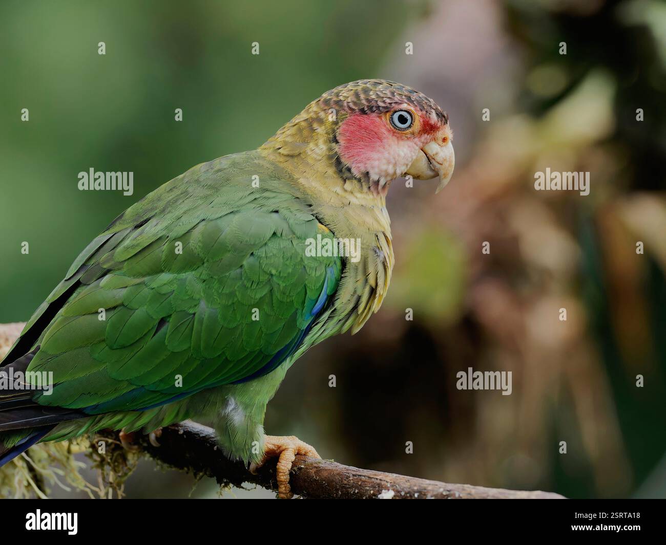 Rose Faced Parrot Stock Photo - Alamy