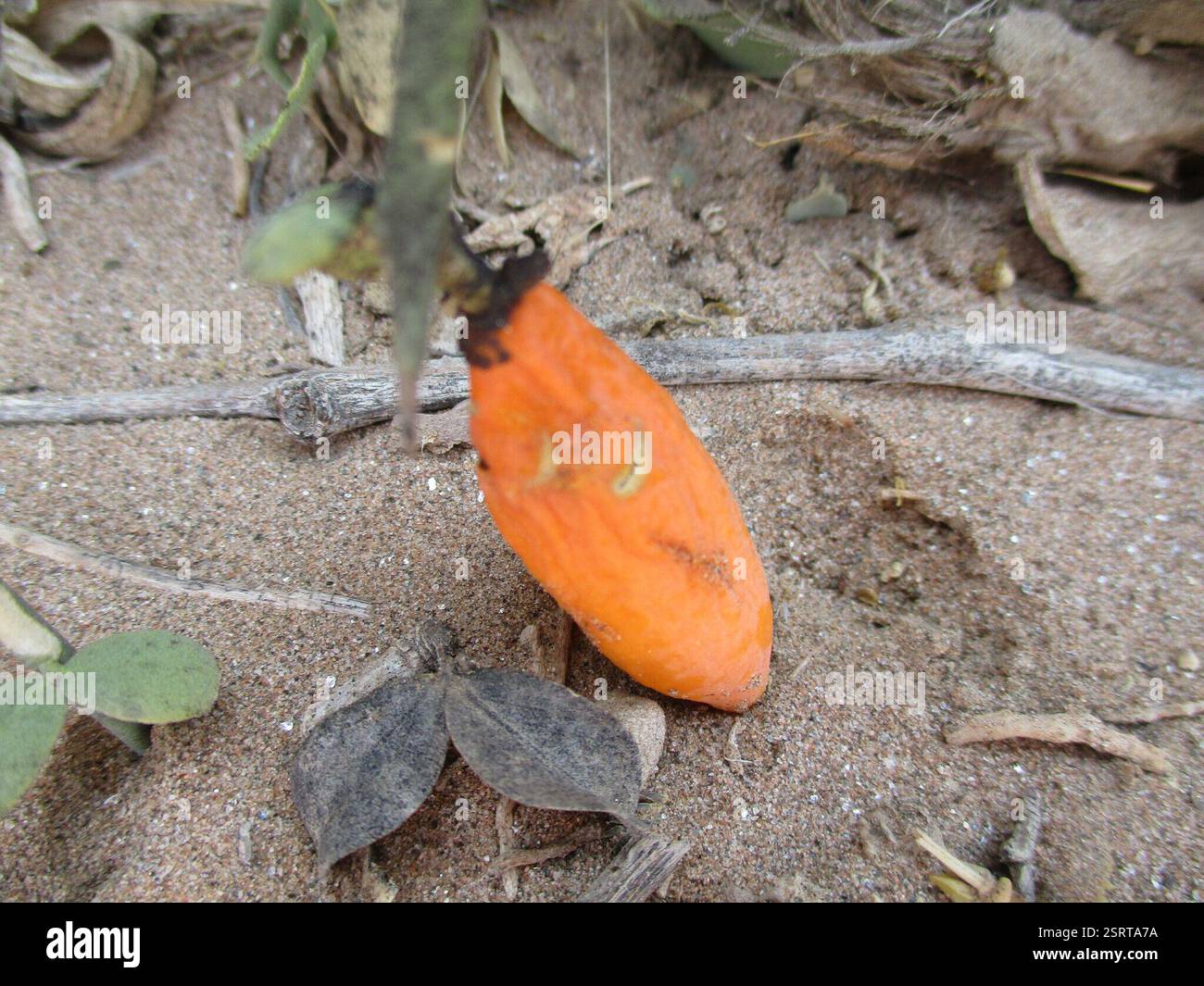 Angola Greenthorn (Balanites angolensis welwitschii), Plantae, Kunene ...