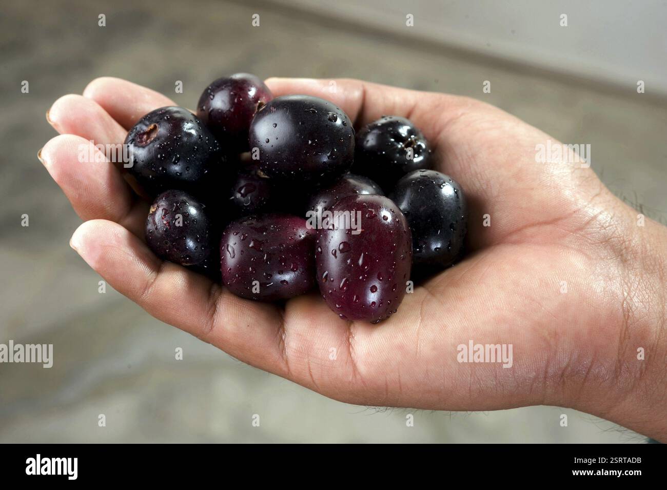 Fruits, java plum syzygium cumini in hand Stock Photo - Alamy