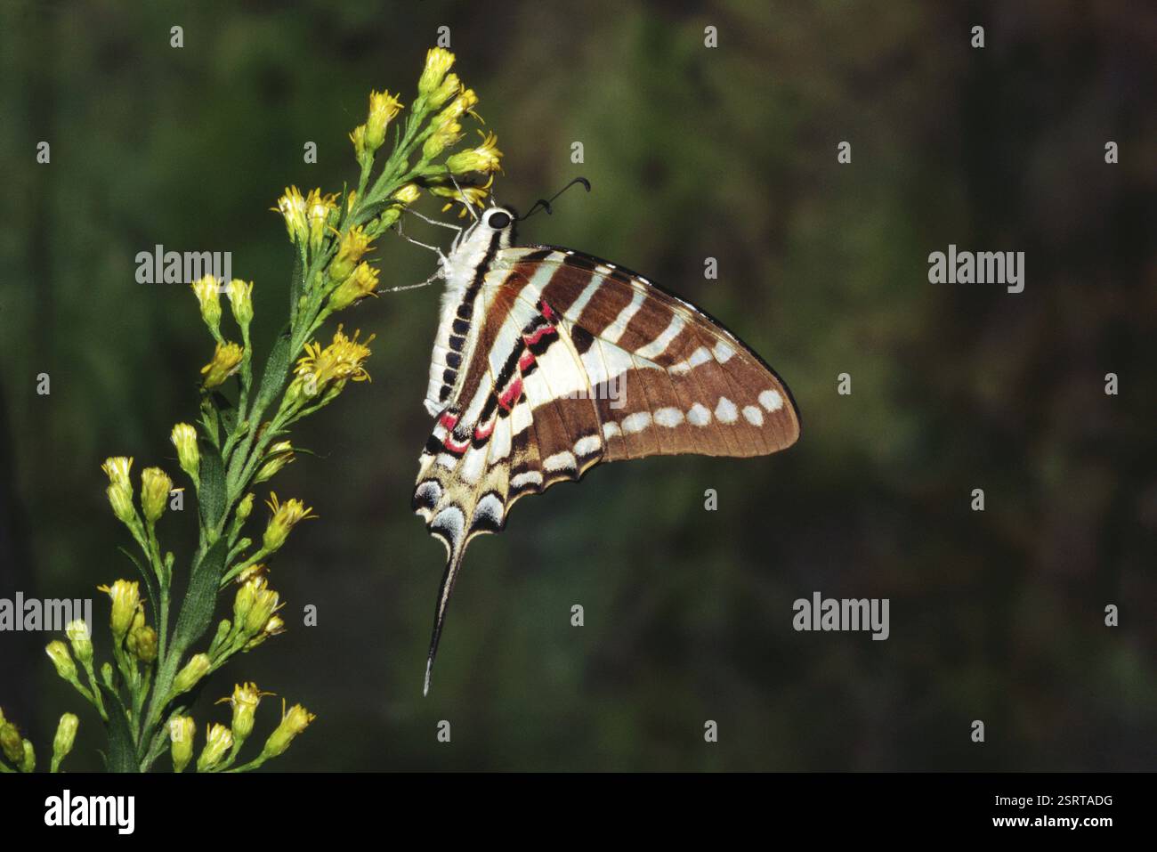 Insects, butterfly Indian spot swordtail pathysa nomius on flower Stock ...