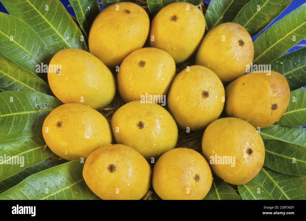 Fruits - Mangoes Stock Photo - Alamy