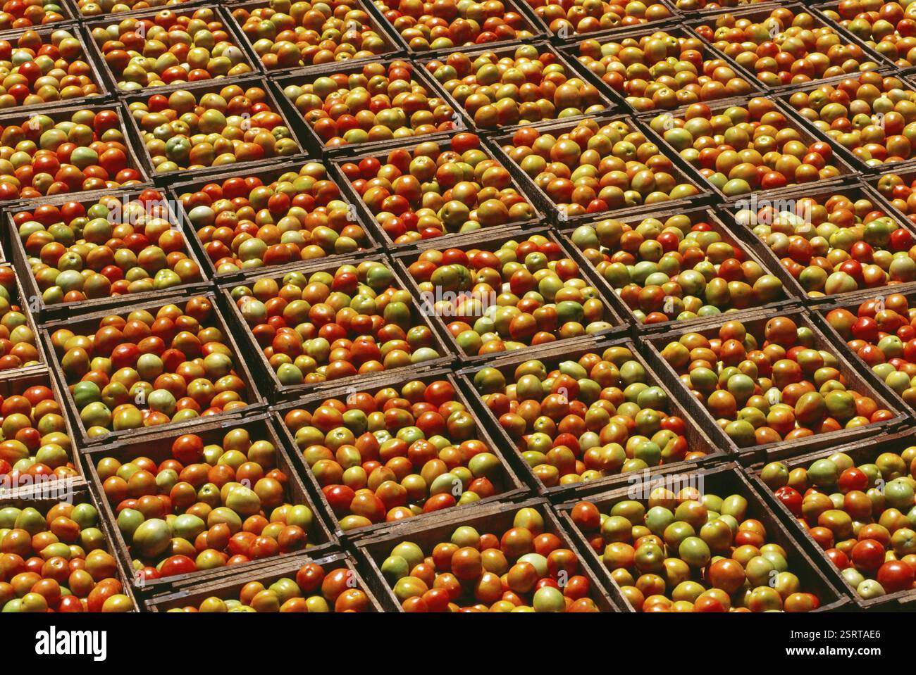 Vegetable, tomatoes packed for shipping Stock Photo - Alamy