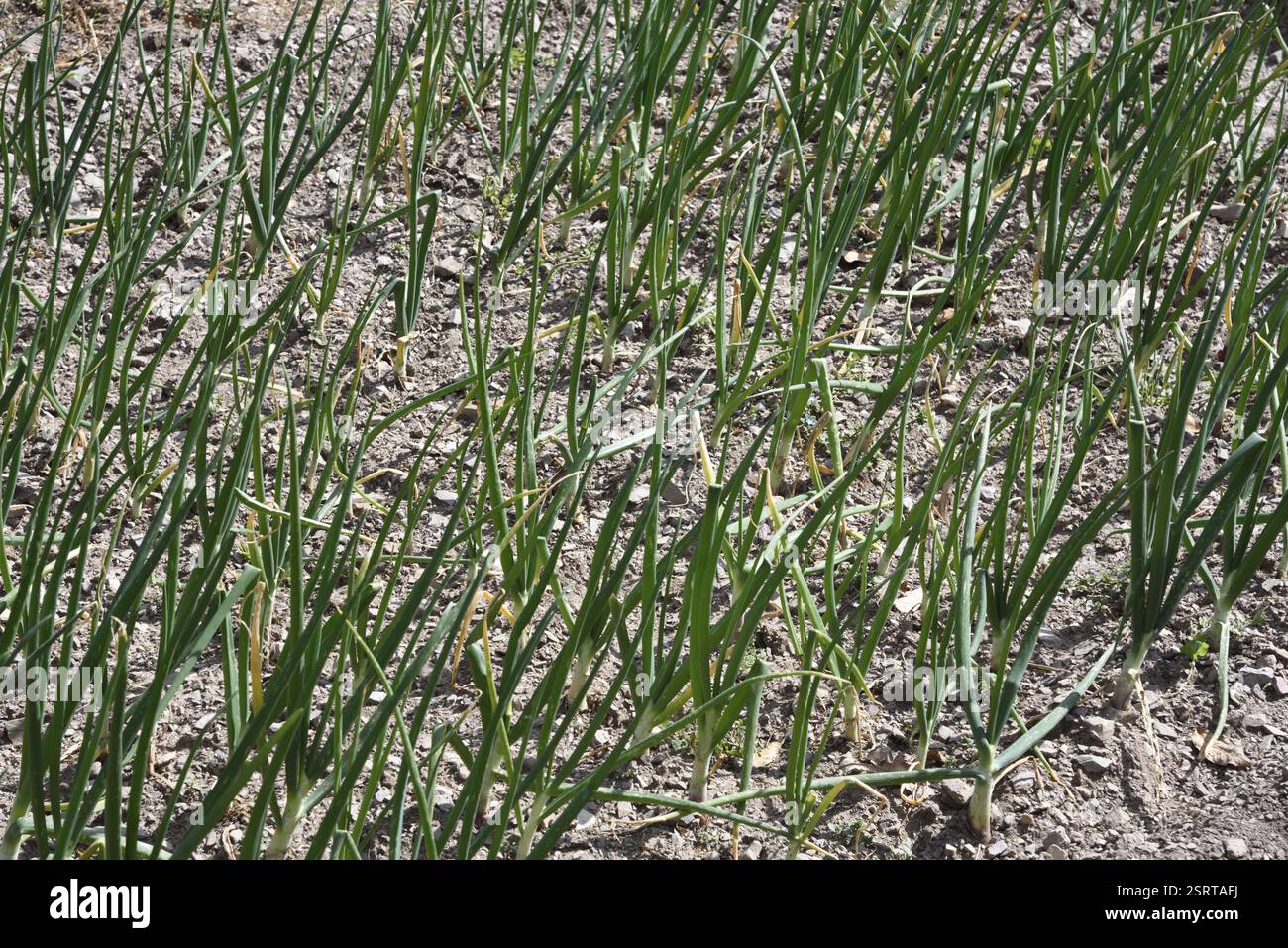 Spring onion field, Kasauli, Himachal Pradesh, India, Asia Stock Photo ...