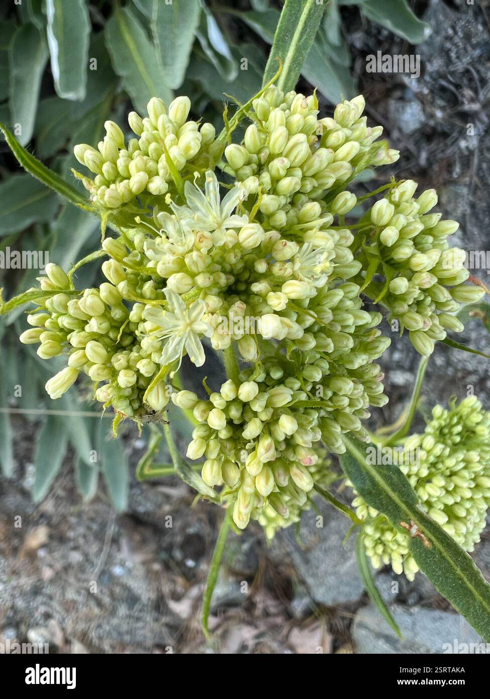 Arrowleaf Buckwheat (Eriogonum compositum), Plantae, Chelan County, WA ...