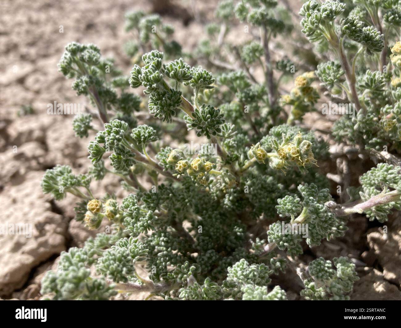 Bud Sagebrush (Artemisia spinescens), Plantae, Moab, UT, US Stock Photo ...