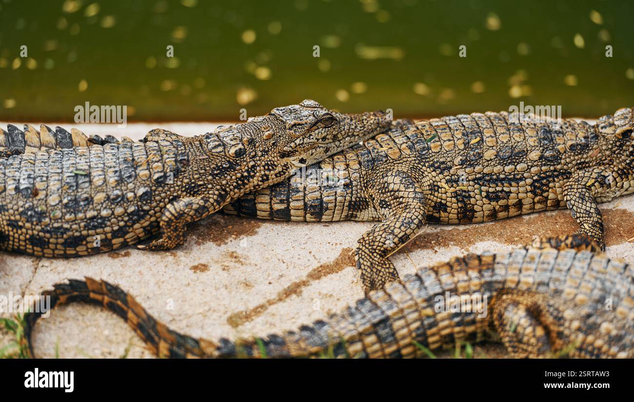 Crocodiles on land hi-res stock photography and images - Alamy