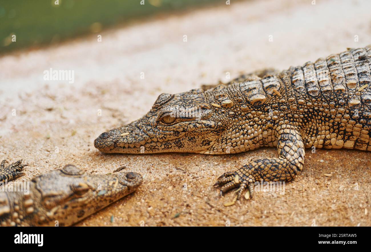 Crocodiles on land hi-res stock photography and images - Alamy
