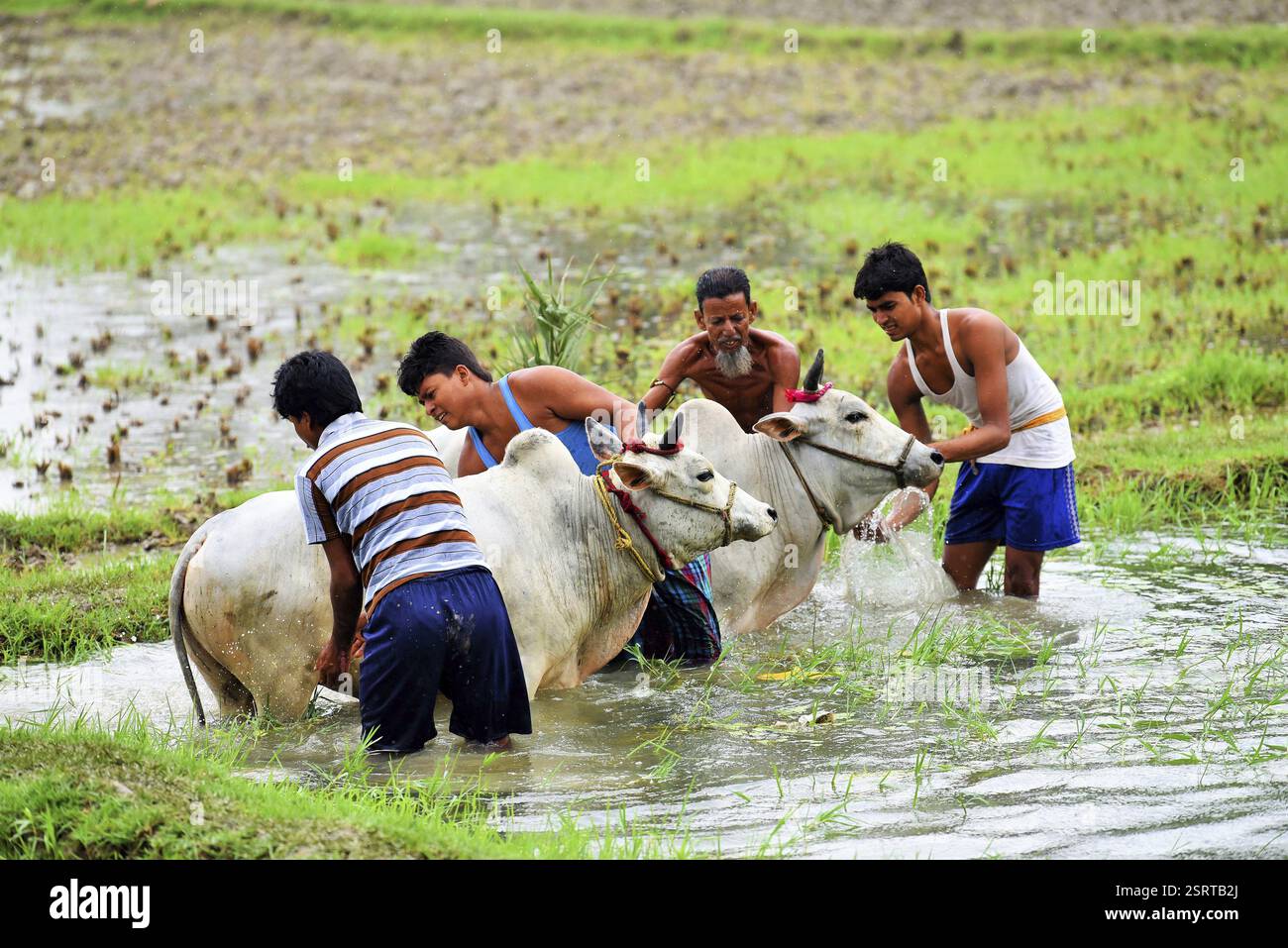 Moichara cattle race festival Herobhanga village, Canning railway ...