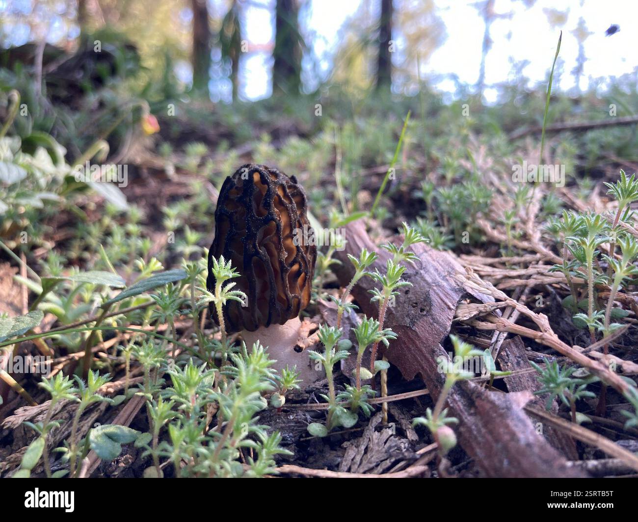 true morels (Morchella), Fungi, Mormon Emigrant Trail, Pollock Pines ...