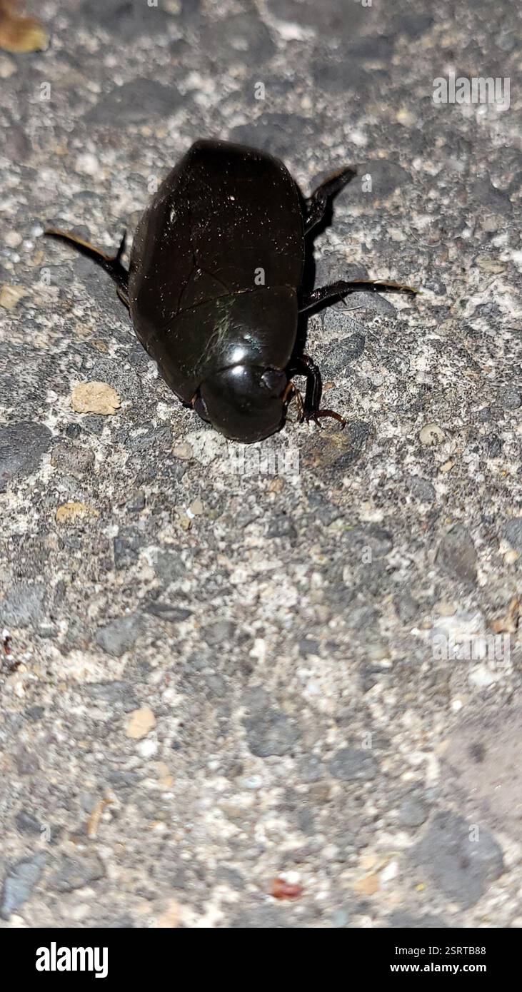 Giant Water Scavenger Beetle (Hydrophilus triangularis), Insecta, Camas ...