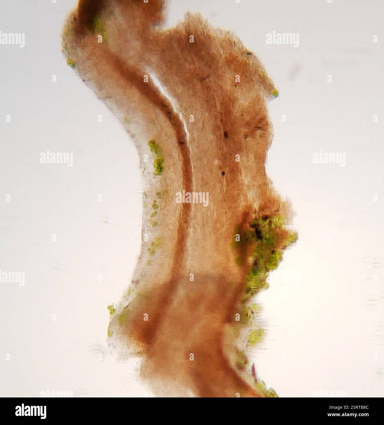 Commensal algae hi-res stock photography and images - Alamy