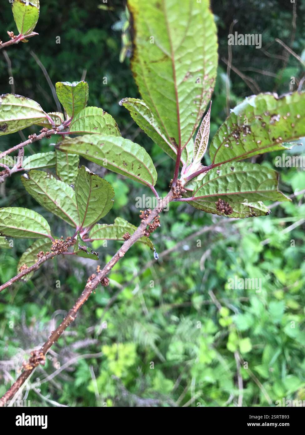 Longpedicel Woodnettle (Oreocnide pedunculata), Plantae, Kamikoshikicho ...