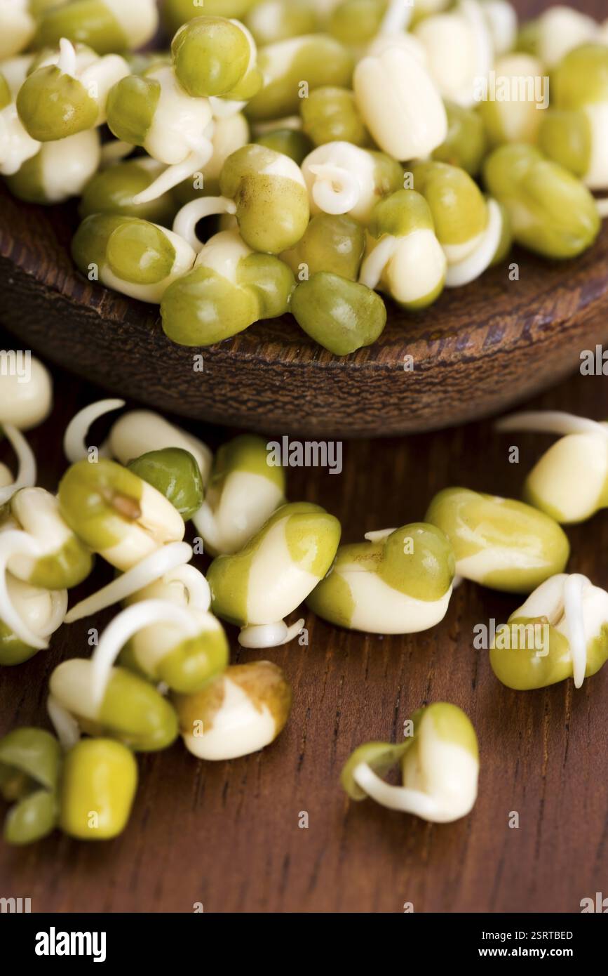 Sprouted mung beans, lodz, poland Stock Photo - Alamy