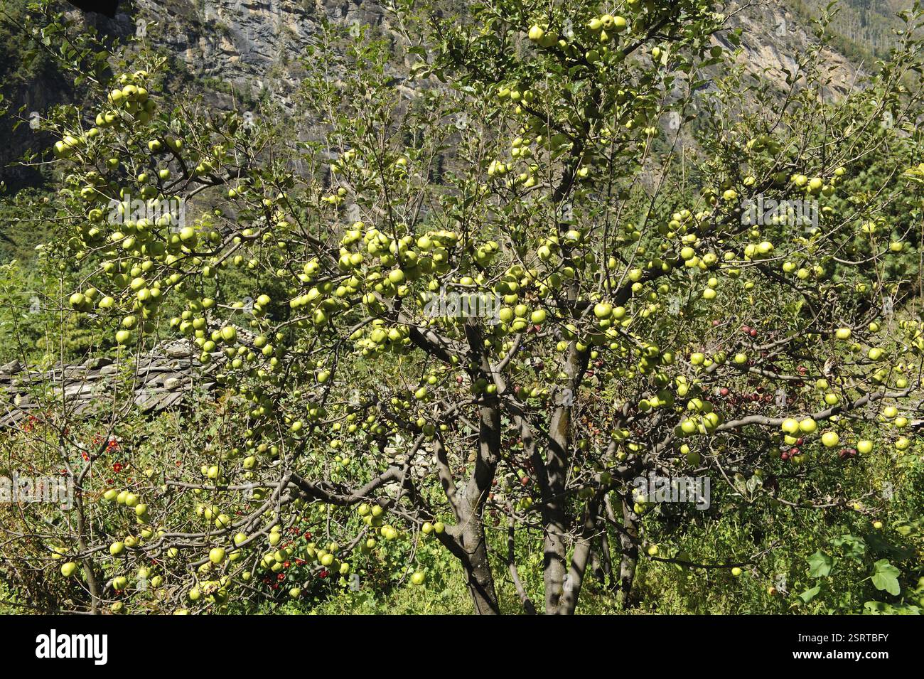 Nepal apples hi-res stock photography and images - Alamy