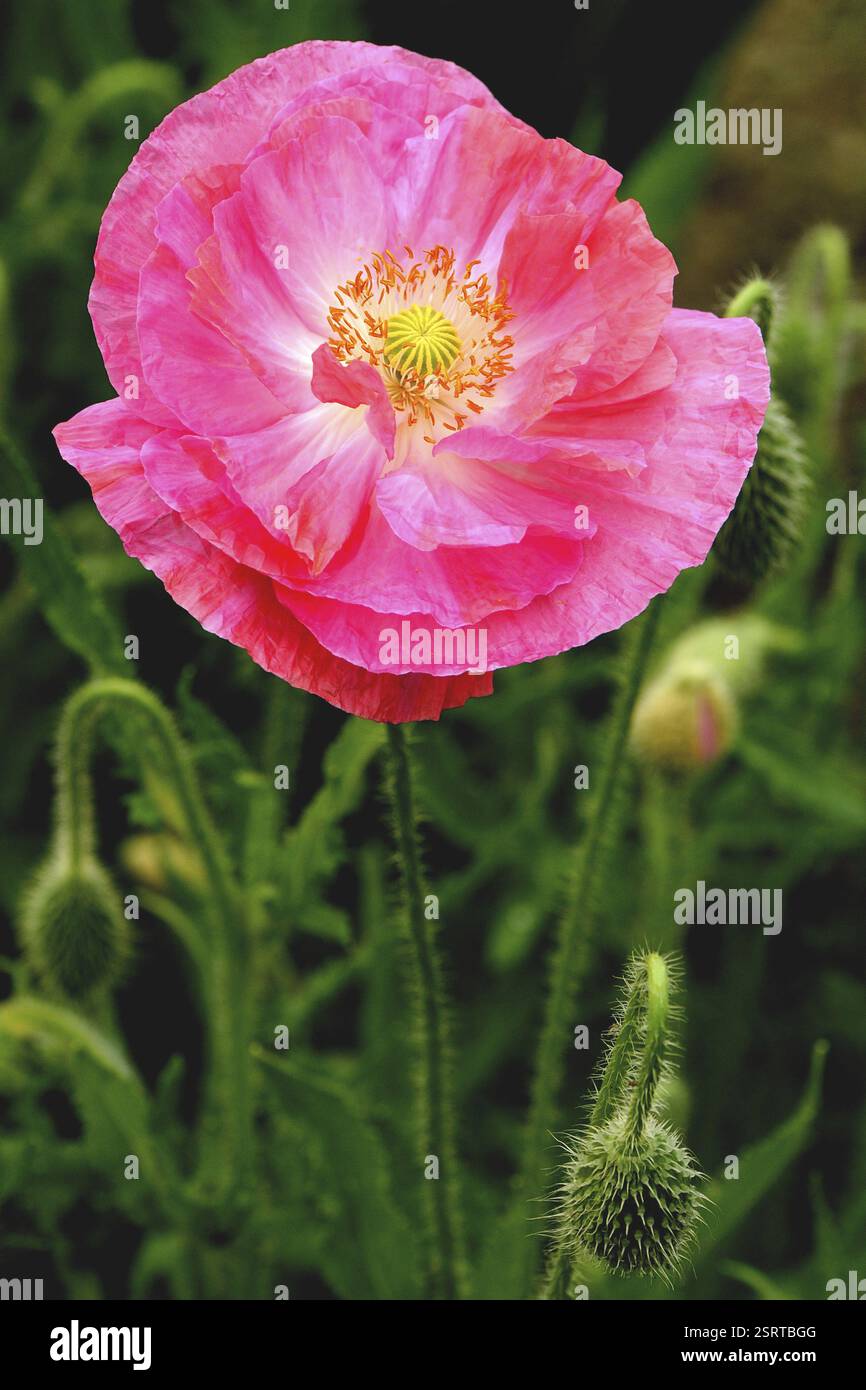 Indian corn with sprouts hi-res stock photography and images - Alamy