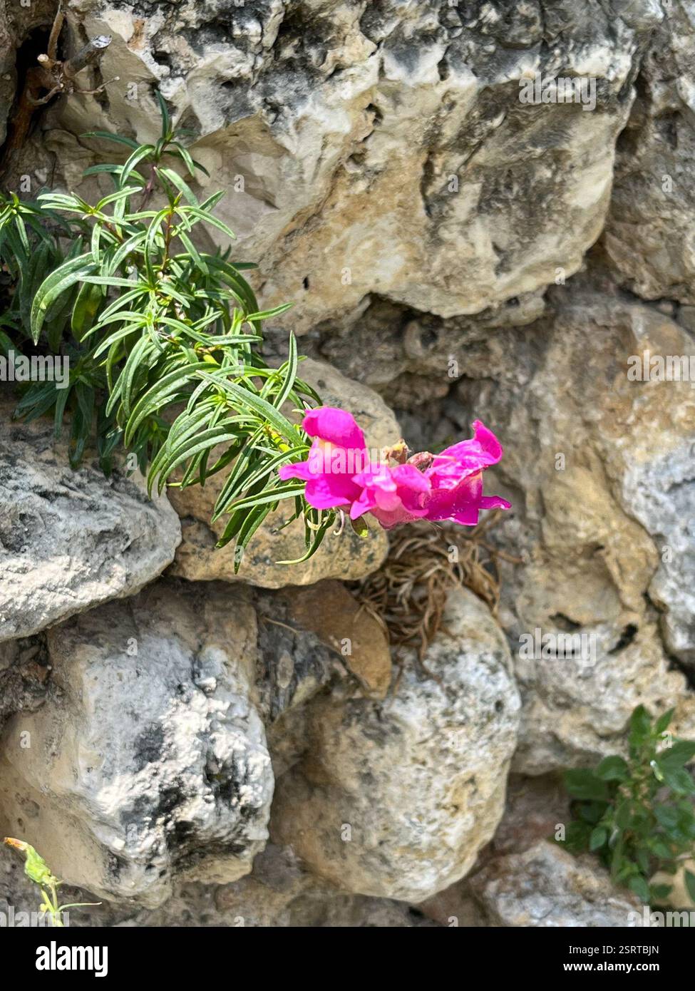 greater snapdragon (Antirrhinum tortuosum), Plantae, Via Berignano, San ...