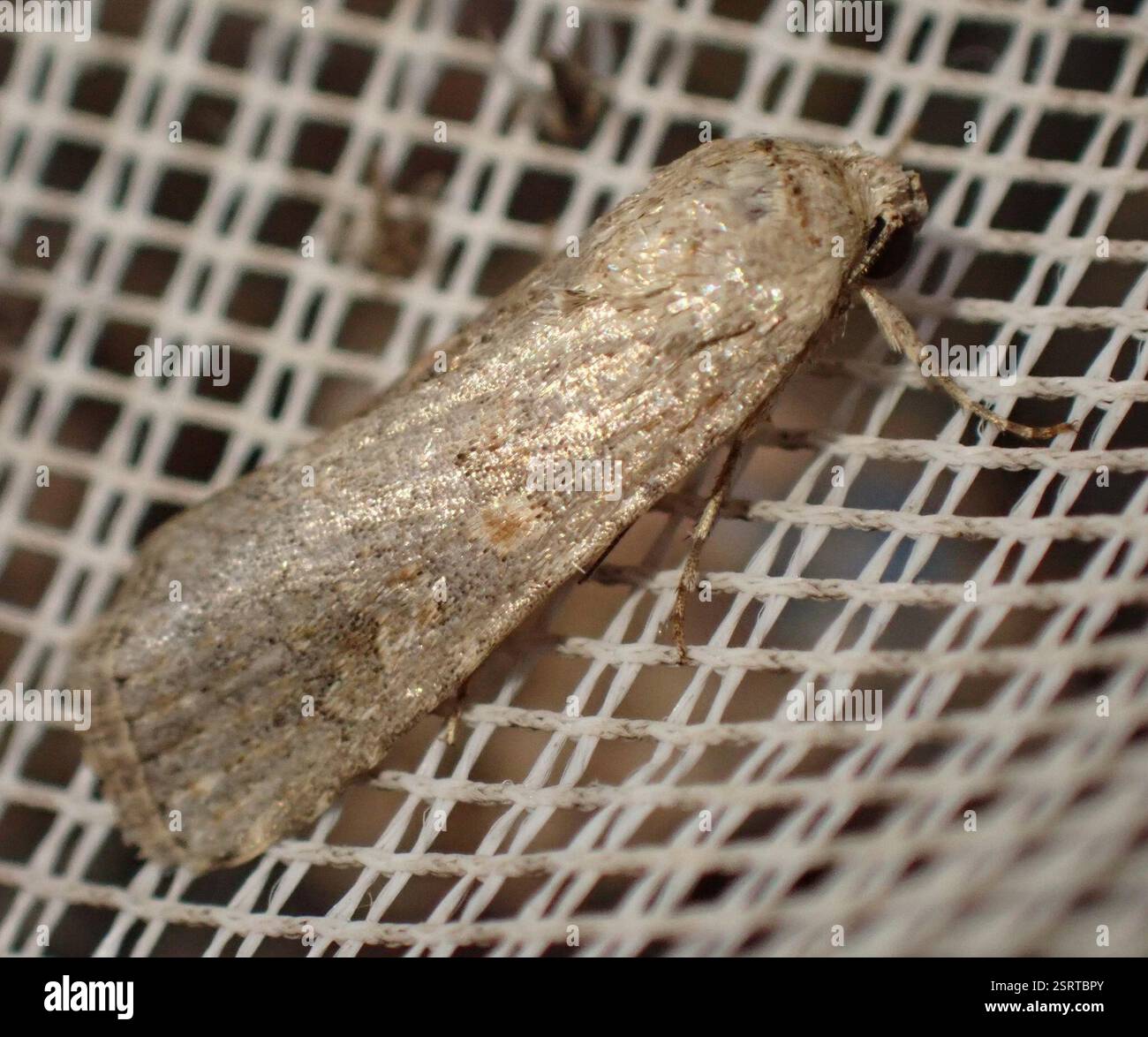 Beet Armyworm Moth (Spodoptera exigua), Insecta, RP1506, Telouet, Drâa ...