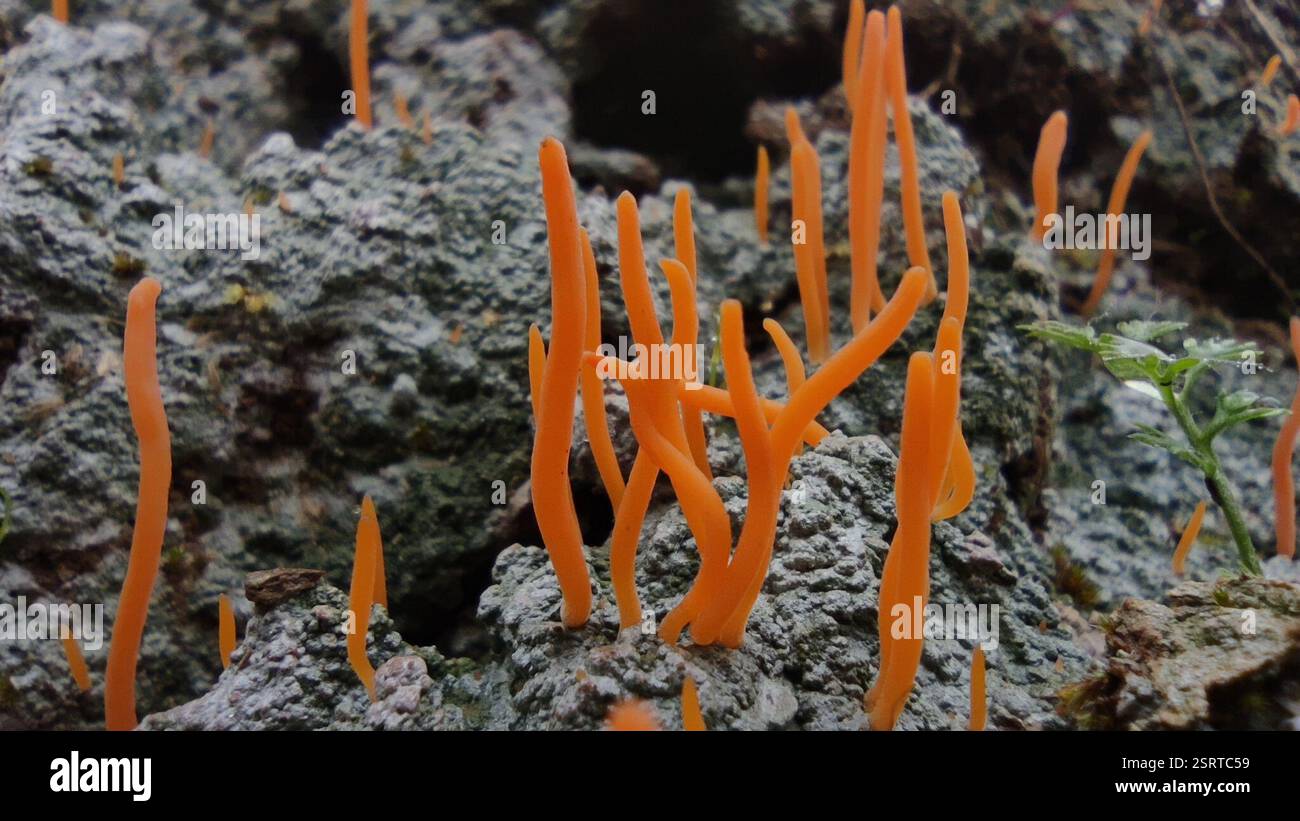 (Sulzbacheromyces sinensis), Fungi, 中国江西省上饶市婺源县 Stock Photo - Alamy
