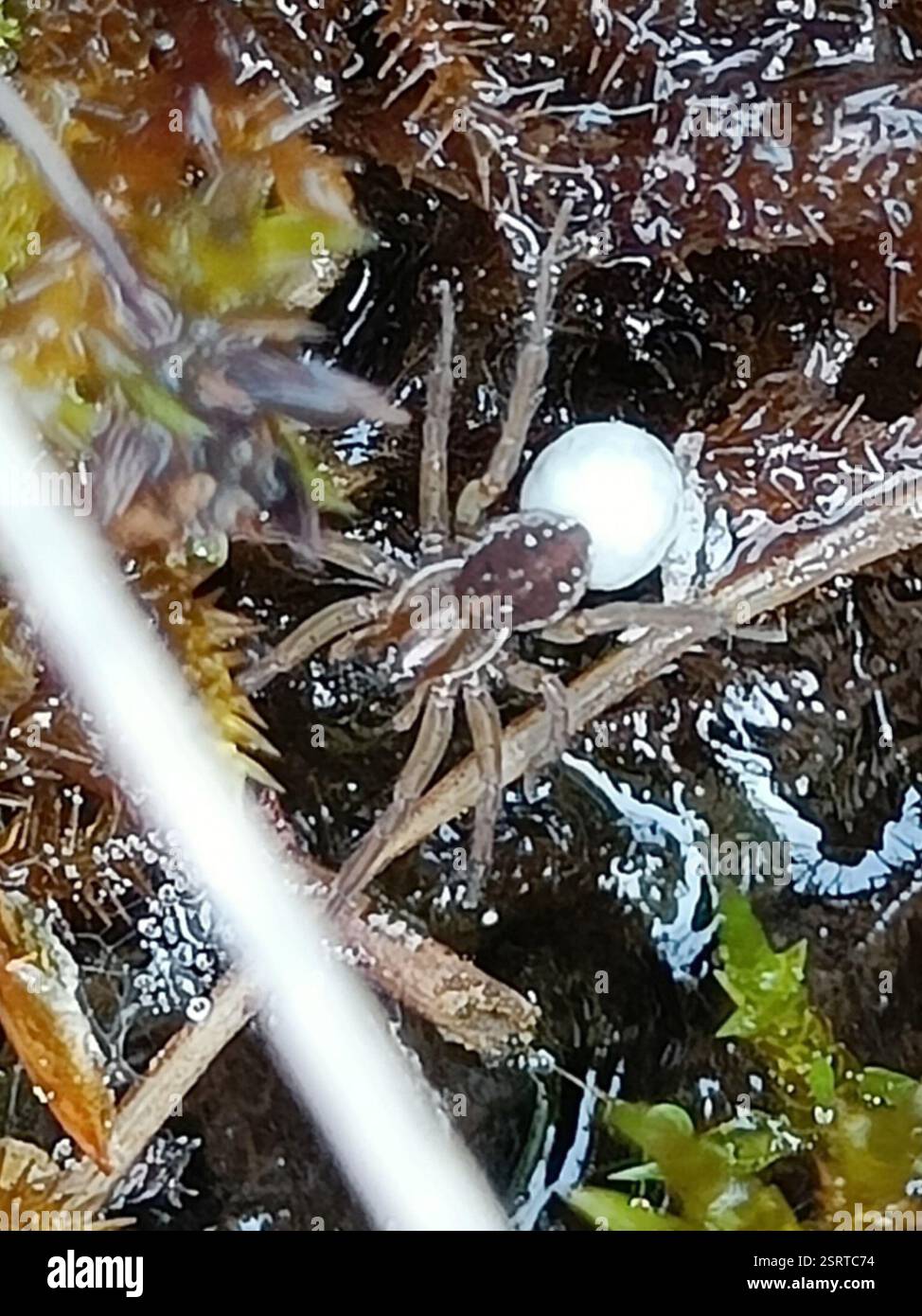 Pirate Wolf Spiders and Allies (Zoicinae), Arachnida, Tomard Lower ...