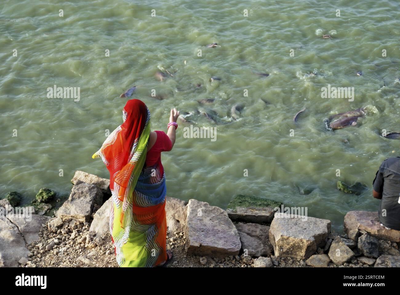 A woman feeding fish in Gadisar Lake, Jaisalmer, Rajasthan, India, Asia ...