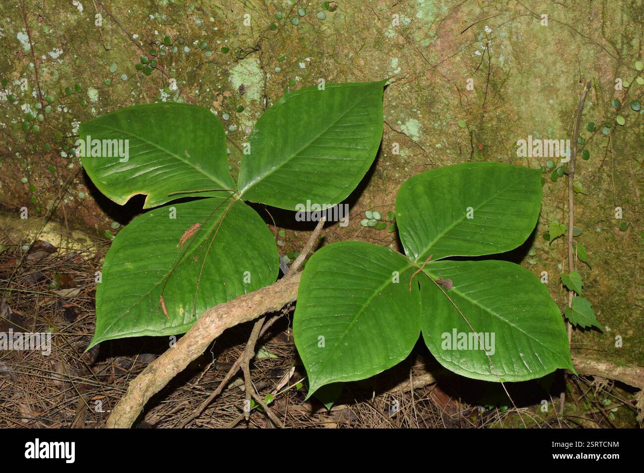 Japanese cobra lily (Arisaema ringens), Plantae, 中国浙江省温州市洞头区 Stock ...