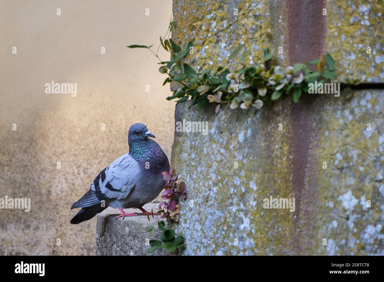 Pigeon posing on a stone wall Stock Photo - Alamy