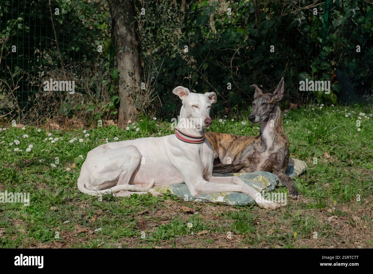 Couple of Spanish greyhound laying on a meadow Stock Photo - Alamy