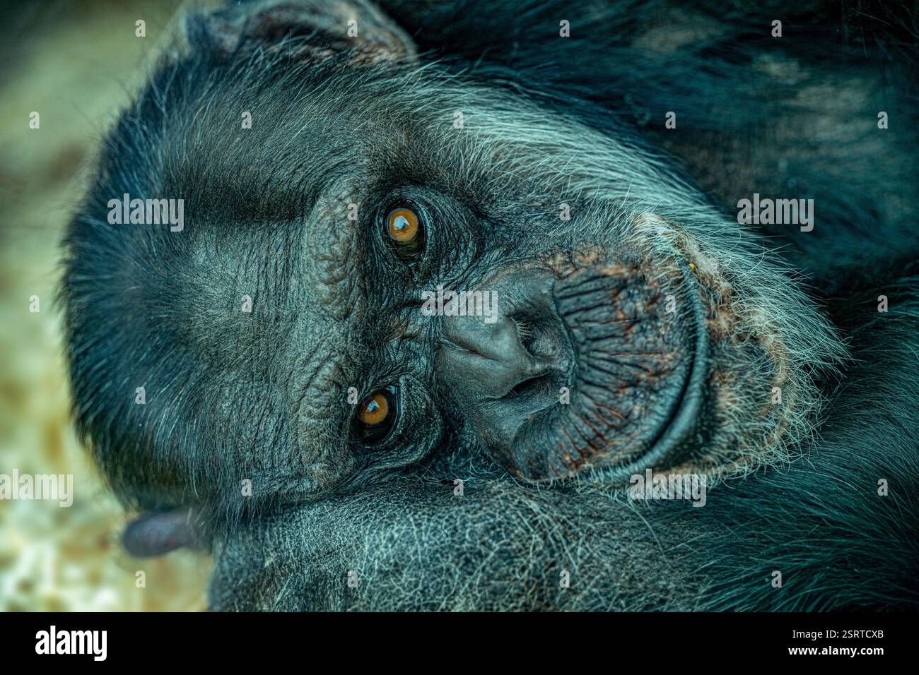 Bonobo Chimpanzee / (Pan Paniscus) Portrait Stock Photo - Alamy