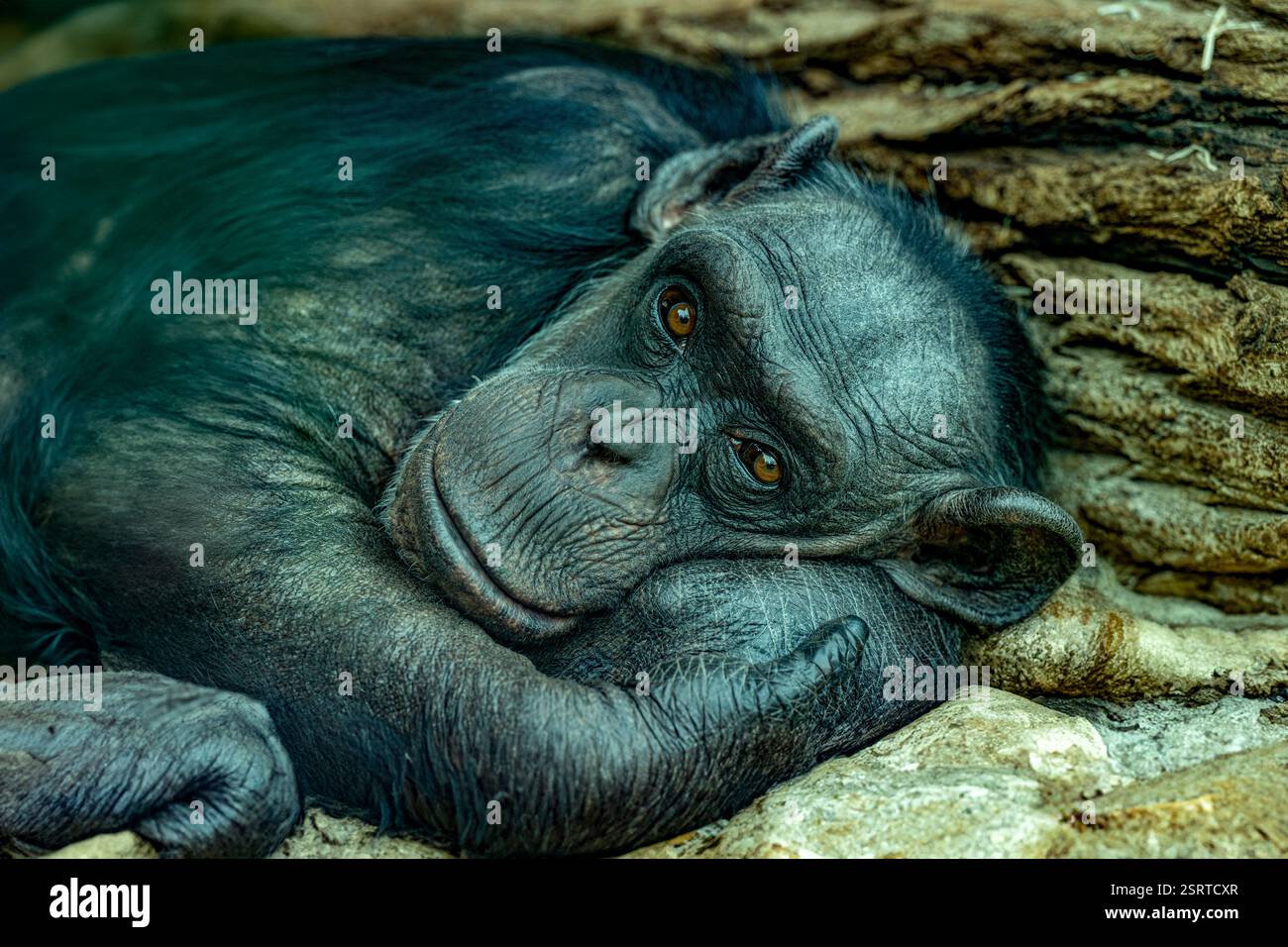 Bonobo Chimpanzee / (Pan Paniscus) Portrait Stock Photo - Alamy