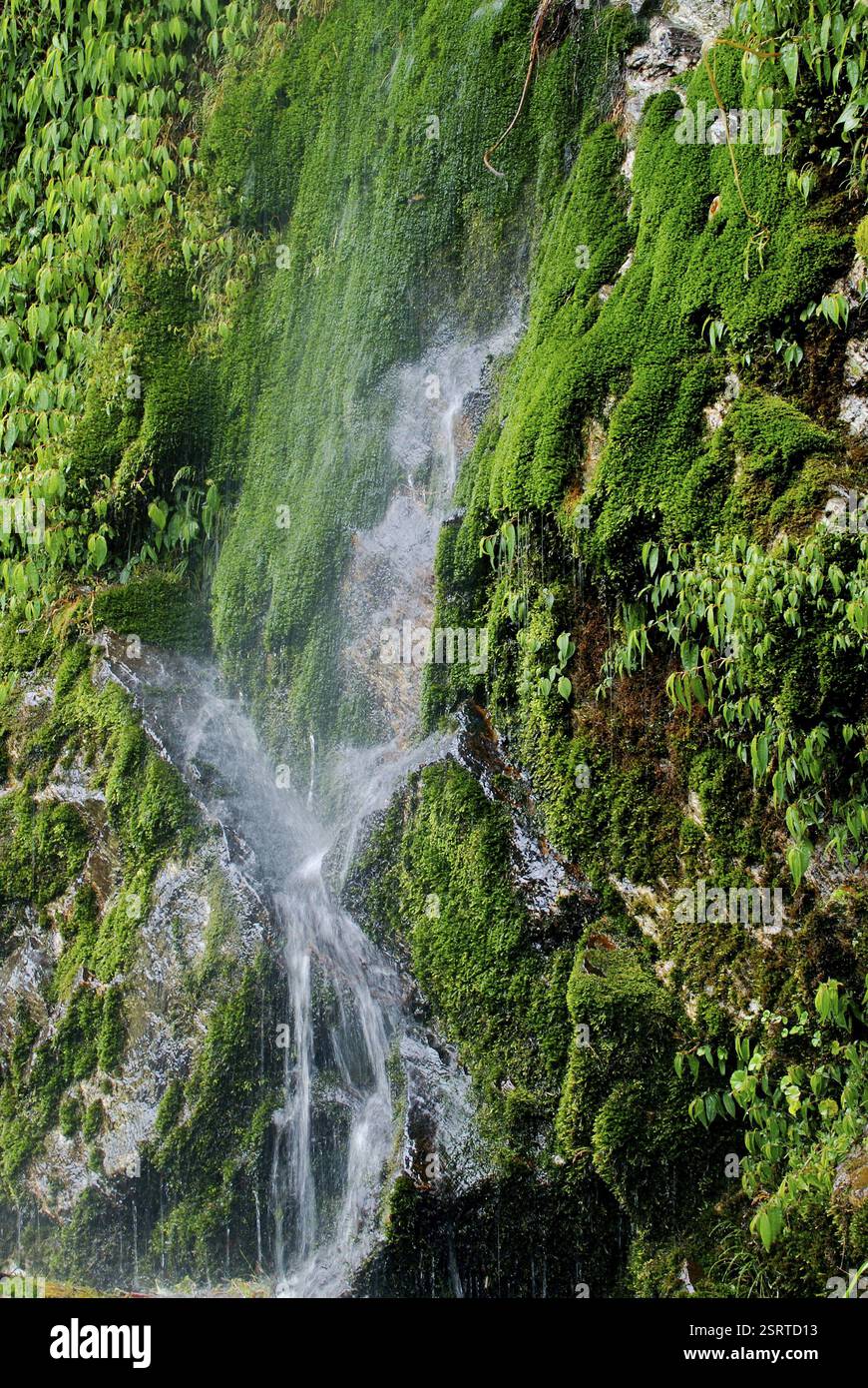 Waterfall, Lachen, North Sikkim, India, Asia Stock Photo - Alamy
