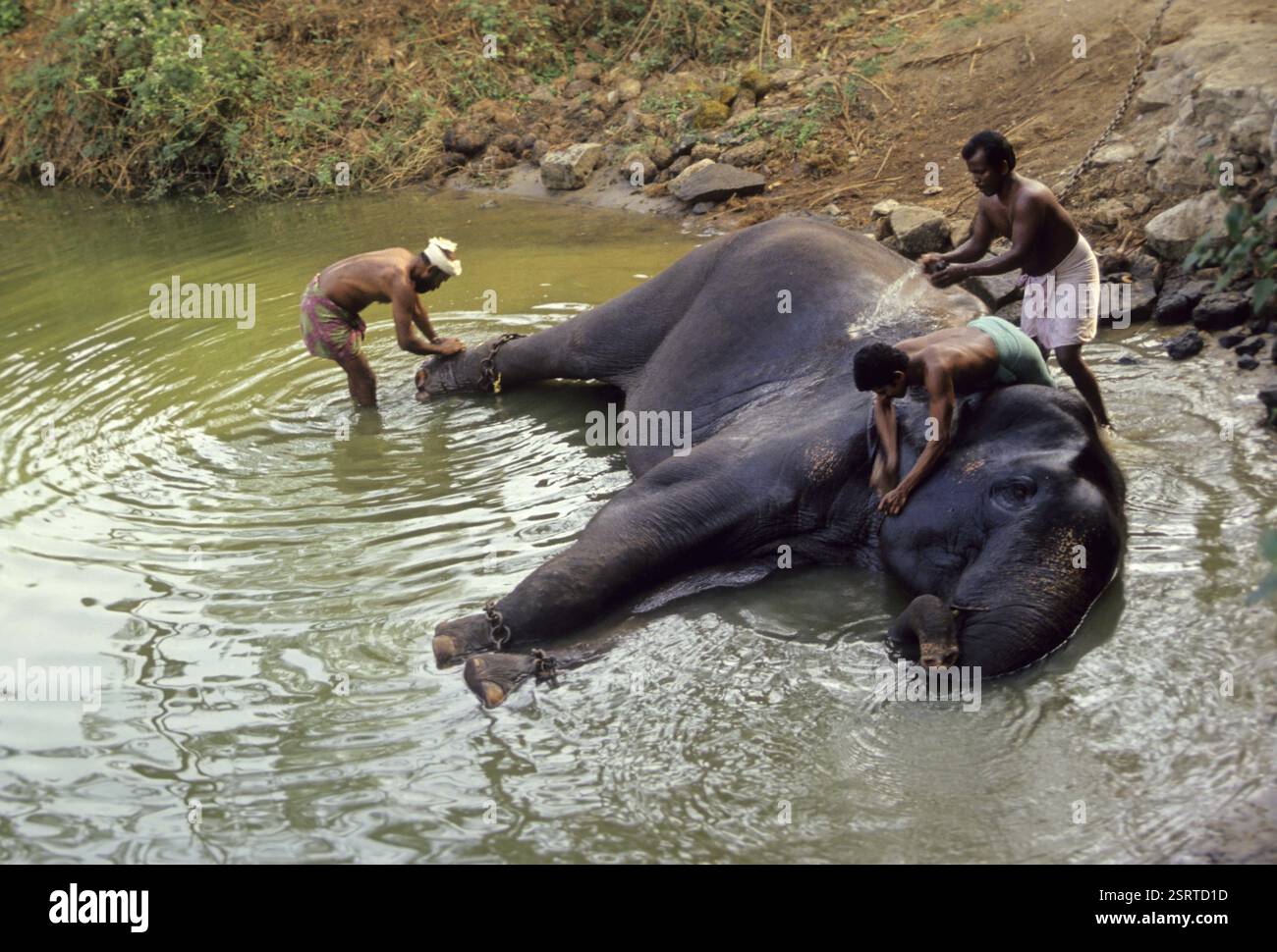 Mahouts bathing Elephant (Elephas maximums), guruvayur, kerala, india ...