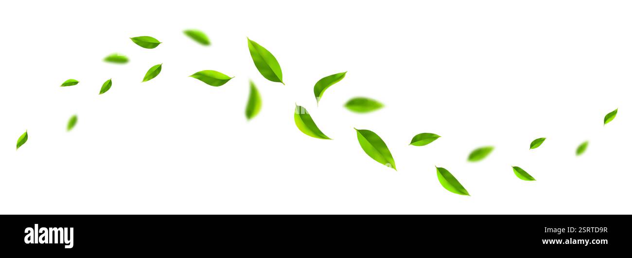 Green leaves waves. Flying green leaves in the air. Fresh mint leaves ...