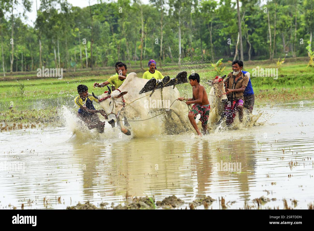 Moichara cattle race festival Herobhanga village, Canning railway ...