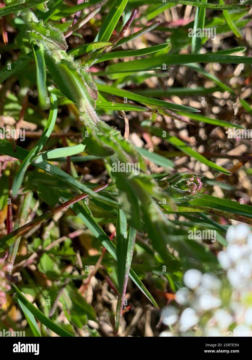 Smith's Cress (Lepidium heterophyllum), Plantae, Salmon Point Resort RV ...