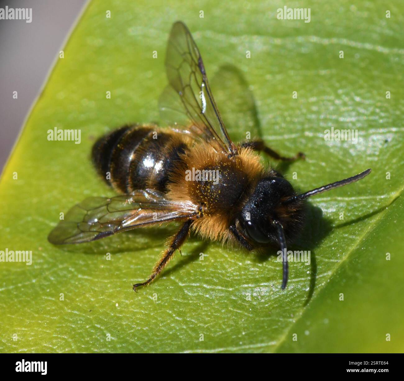 Buffish Mining Bee (Andrena nigroaenea), Insecta, 8220 Brabrand ...