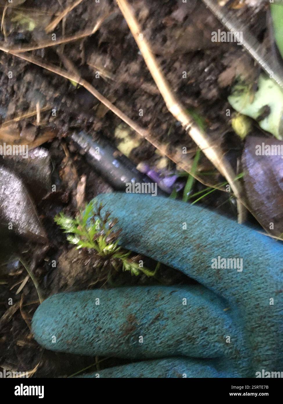 celery pine (Phyllocladus trichomanoides), Plantae, North Island ...