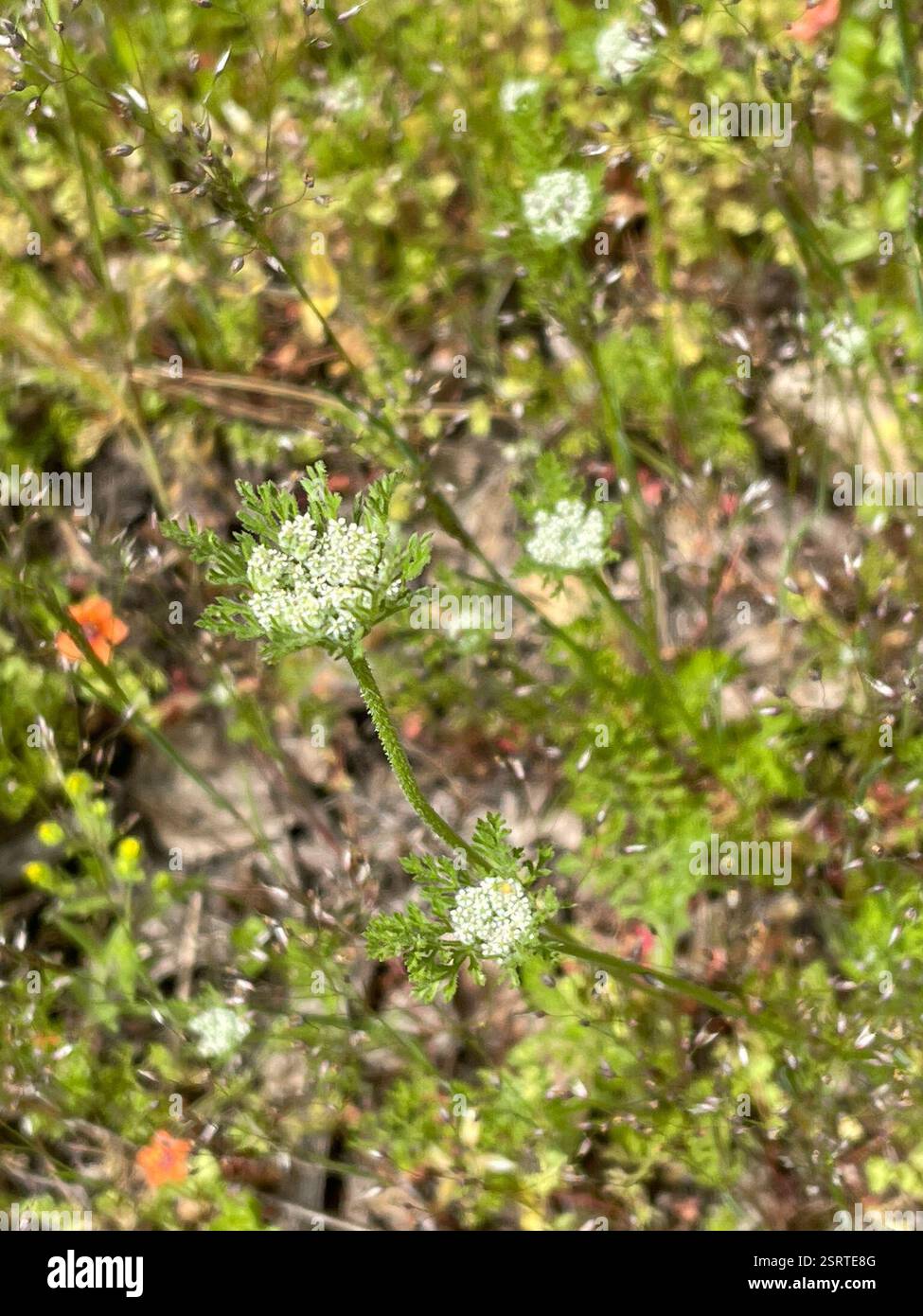American wild carrot (Daucus pusillus), Plantae, Fort Ord National ...
