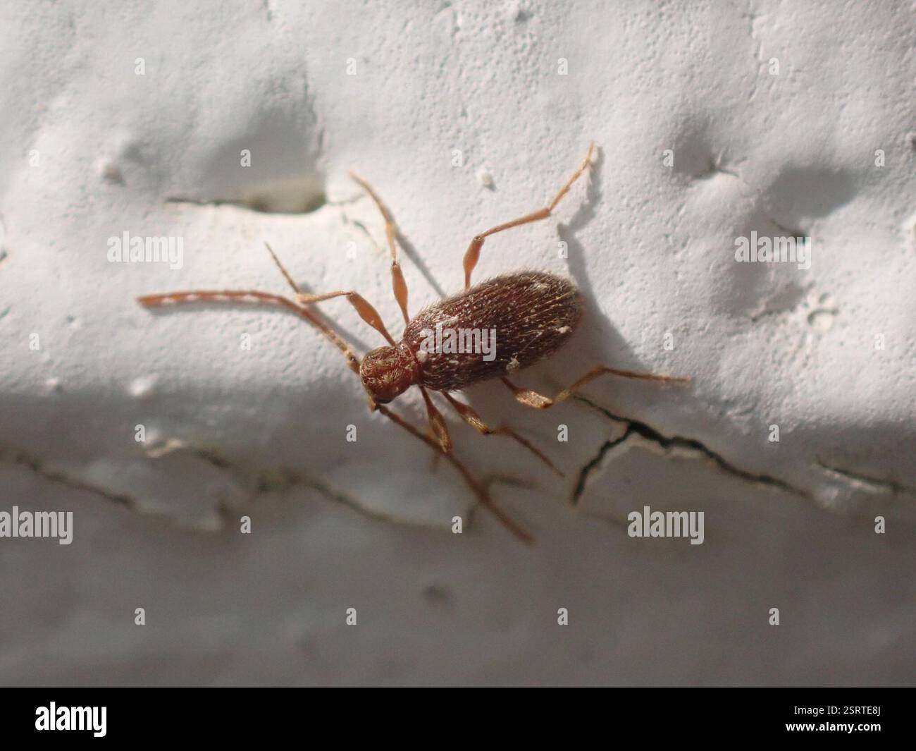 Ptinus fur hi-res stock photography and images - Alamy