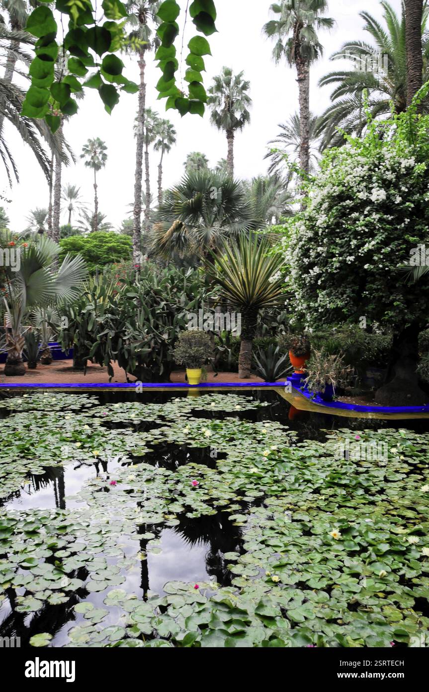 Tropical garden with water lilies and palm trees, surrounded by exotic ...