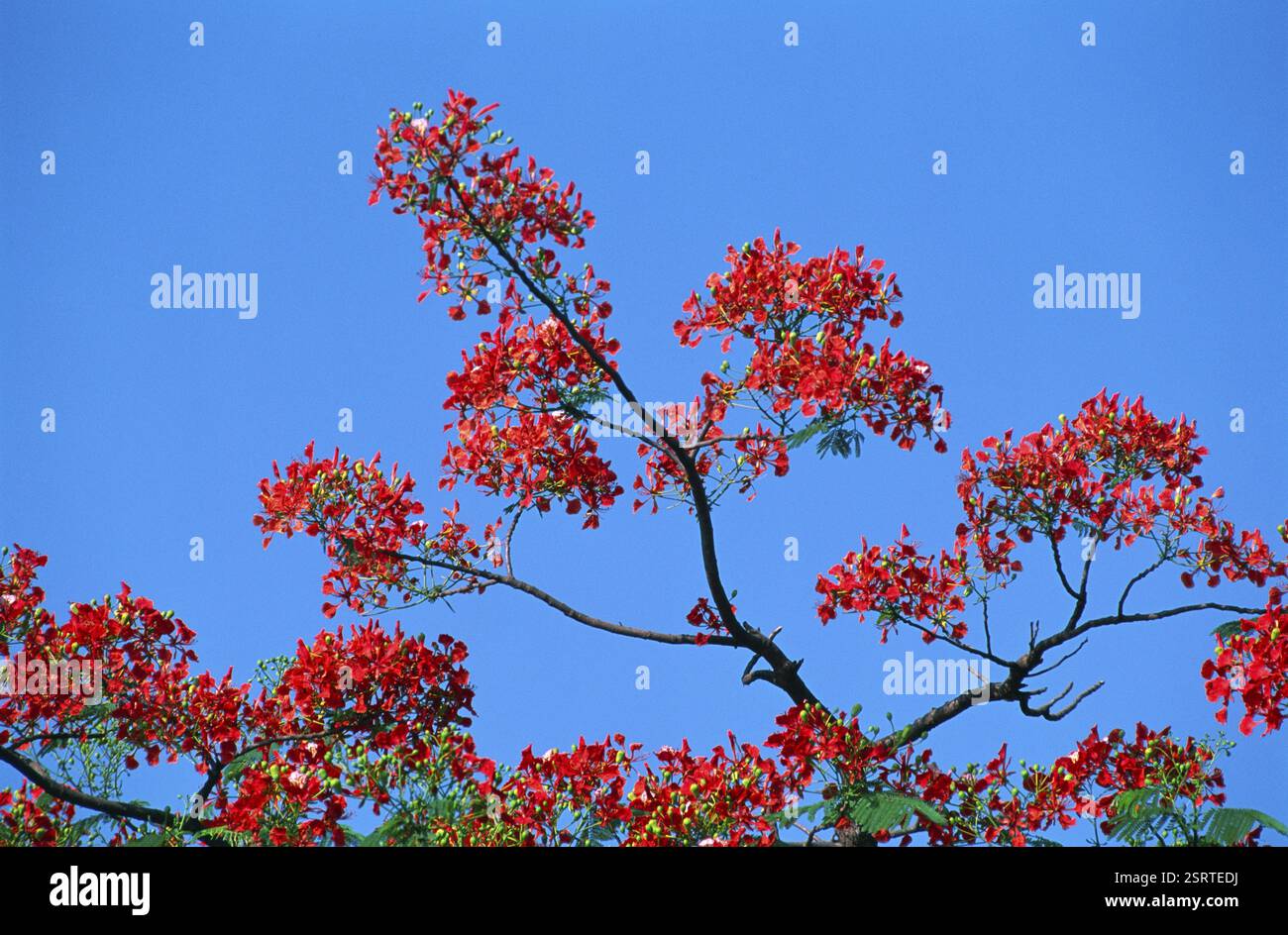 Gulmohar or Gul mohur delonix regia tree, India, Asia Stock Photo - Alamy