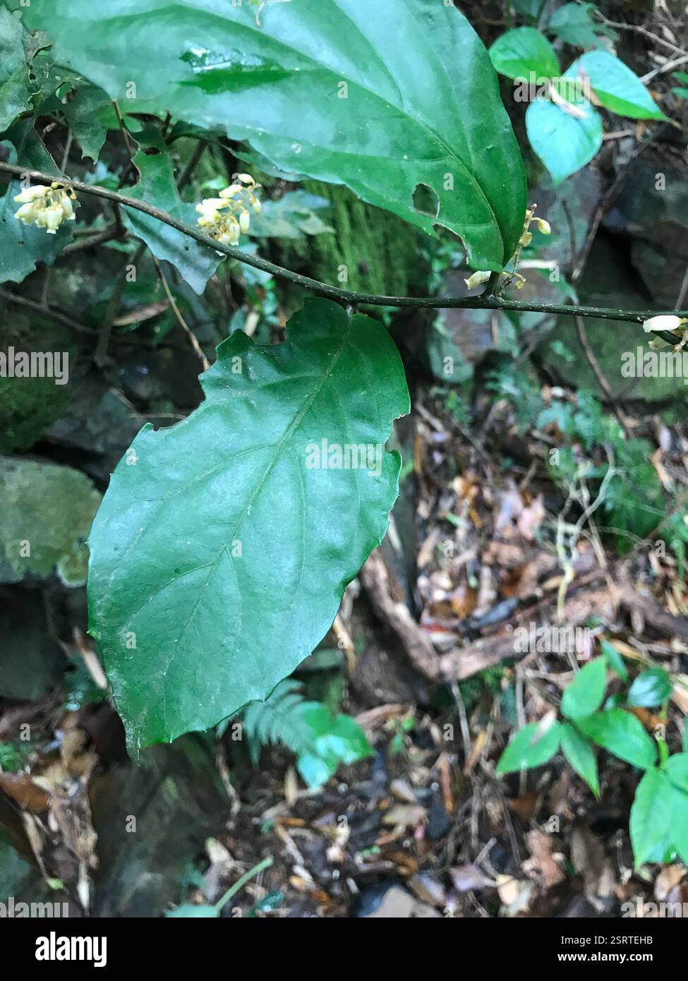 Japanese Maesa (Maesa japonica), Plantae, Satochosato, Satsumasendai ...
