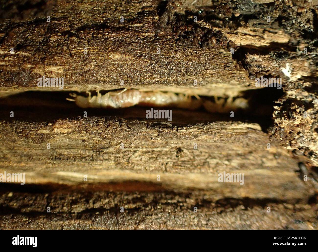 Dampwood Termites (Stolotermitidae), Insecta, Wynyard TAS 7325 ...