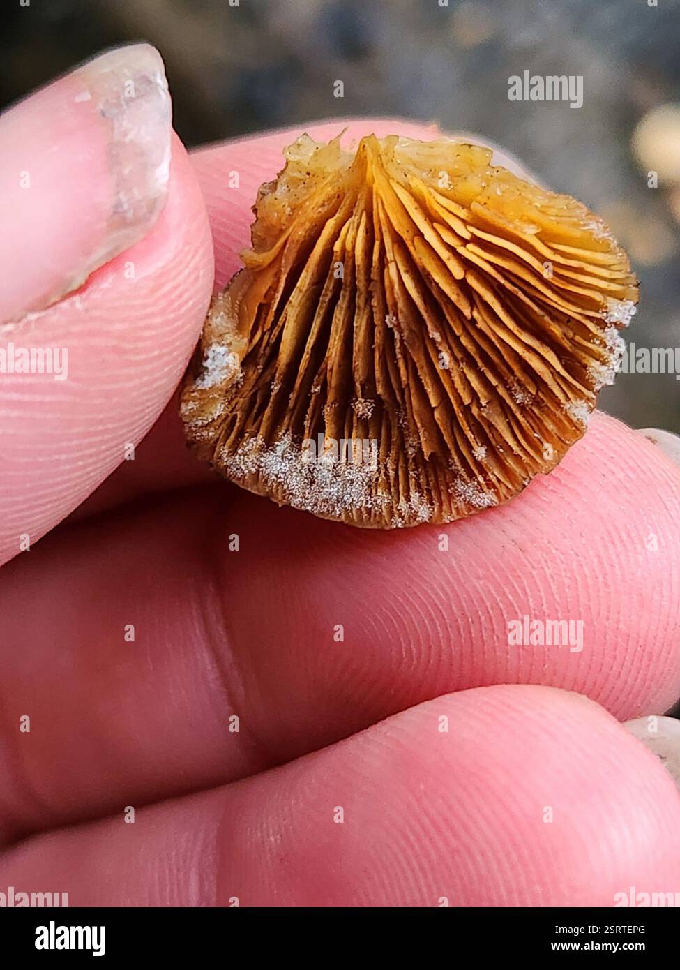 (Crepidotaceae), Fungi, Rangiora Stock Photo - Alamy