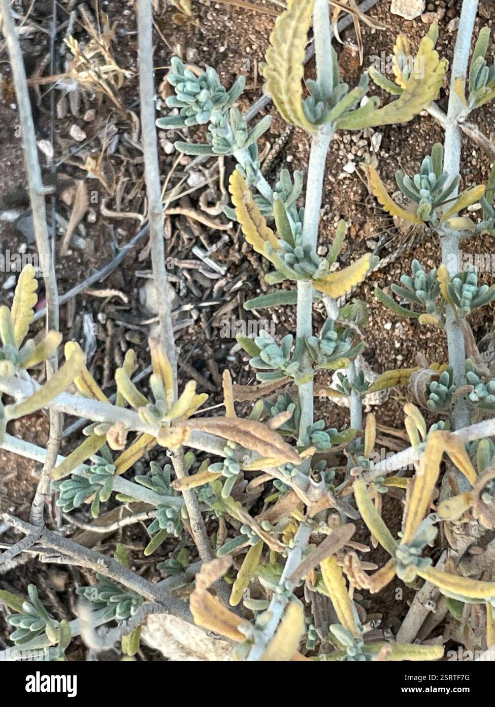 Felty Germander (Teucrium capitatum), Plantae, Ounagha, Marrakesh-Safi ...
