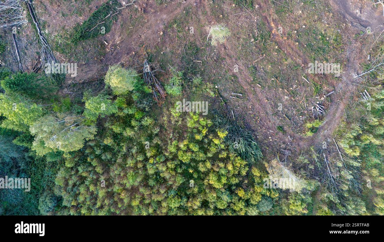 Aerial view of a deforested area next to a dense forest, showing the ...